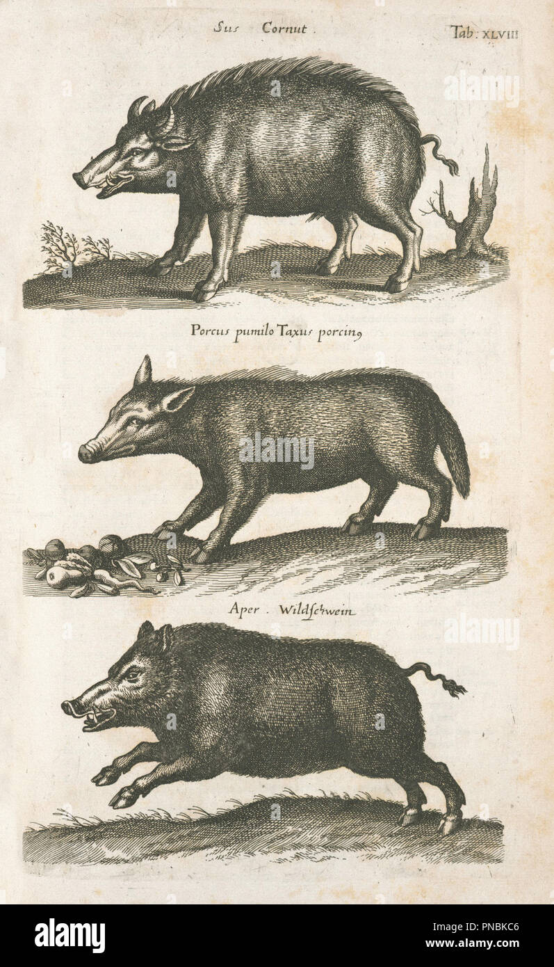 Vintage Pig Painting High Resolution Stock Photography and Images - Alamy