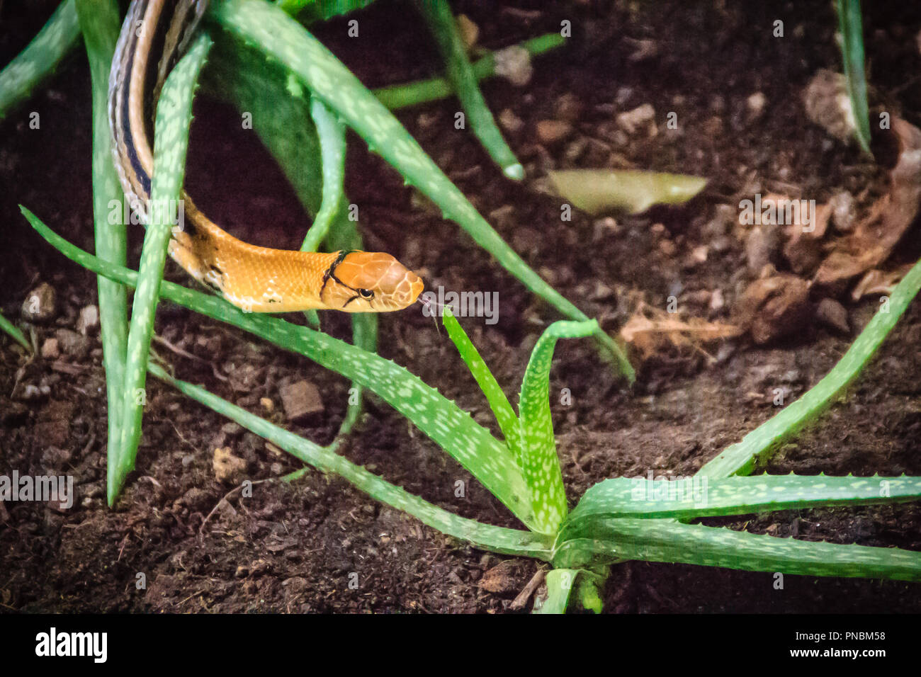Black copper ratsnake hi-res stock photography and images - Alamy