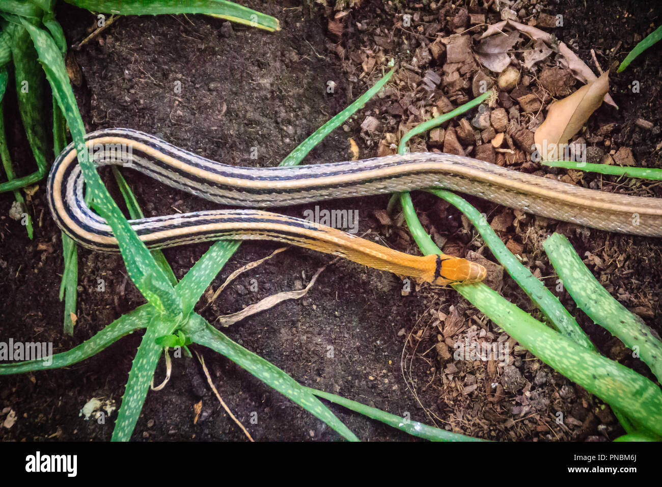 The radiated ratsnake, copperhead rat snake, or copper-headed trinket ...