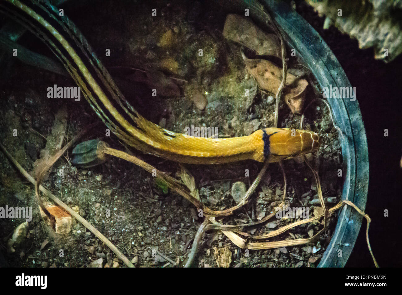 The radiated ratsnake, copperhead rat snake, or copper-headed trinket ...