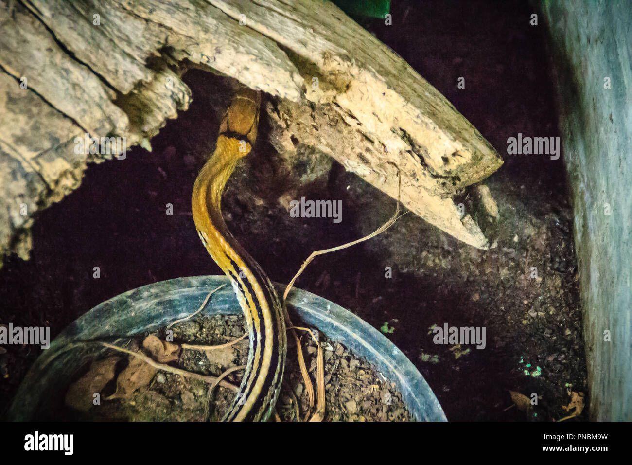 The radiated ratsnake, copperhead rat snake, or copper-headed trinket ...