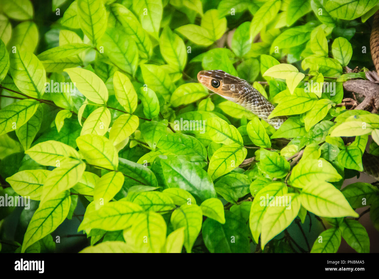 Cute Indochinese rat snake (Ptyas korros) is slithering on tree with ...