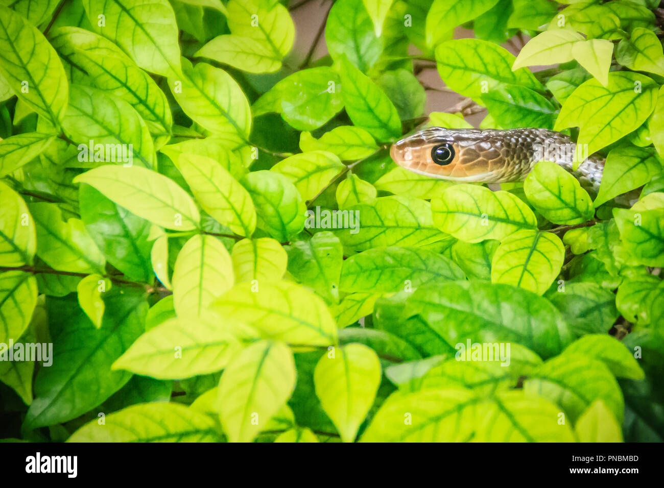 Cute Indochinese rat snake (Ptyas korros) is slithering on tree with ...