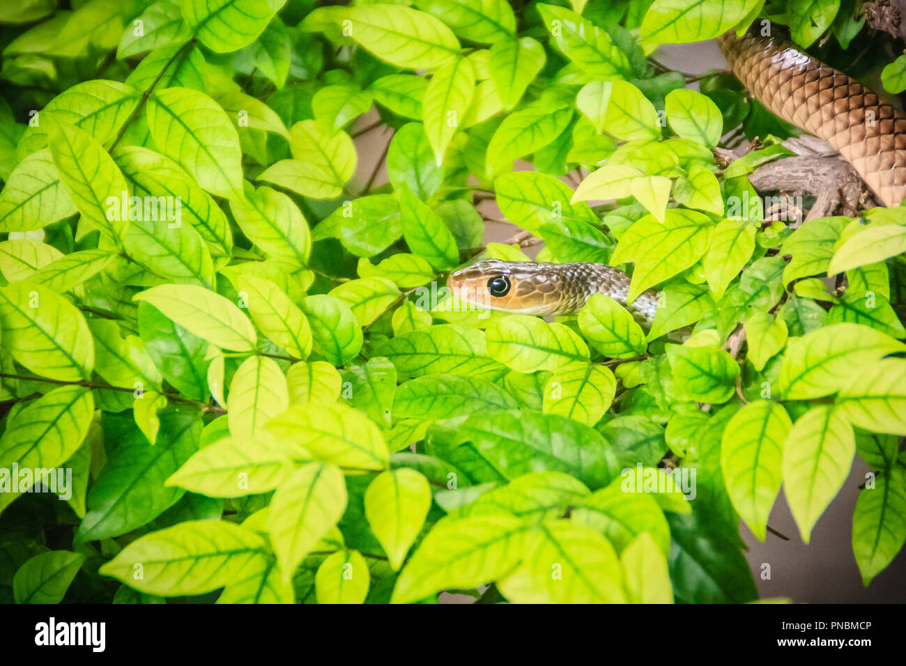 Cute Indochinese rat snake (Ptyas korros) is slithering on tree with ...