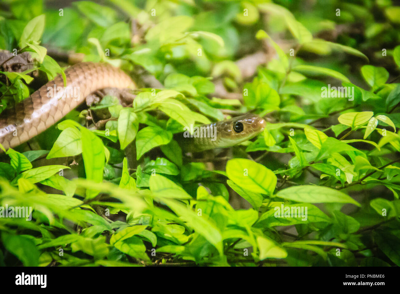 Cute Indochinese rat snake (Ptyas korros) is slithering on tree with ...