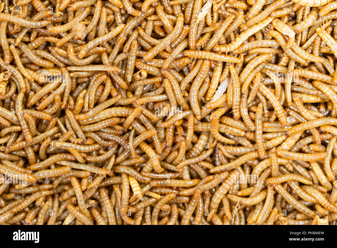 Tenebrio molitor larva hi-res stock photography and images - Alamy