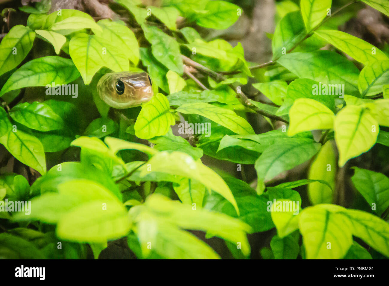 Cute Indochinese rat snake (Ptyas korros) is slithering on tree with ...