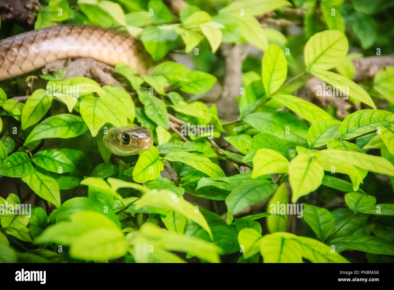 Cute Indochinese rat snake (Ptyas korros) is slithering on tree with ...