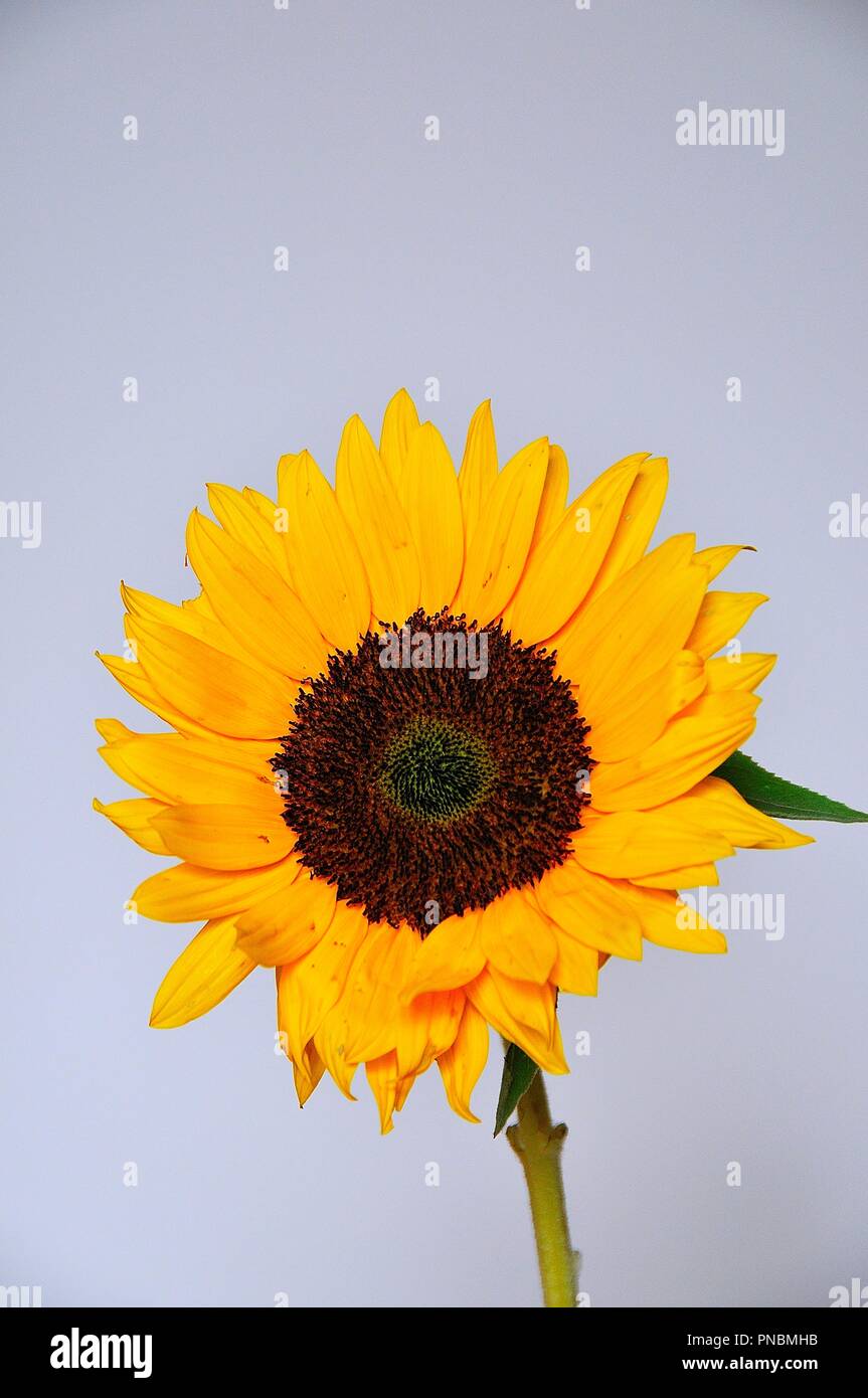 Large single sunflower hi-res stock photography and images - Alamy