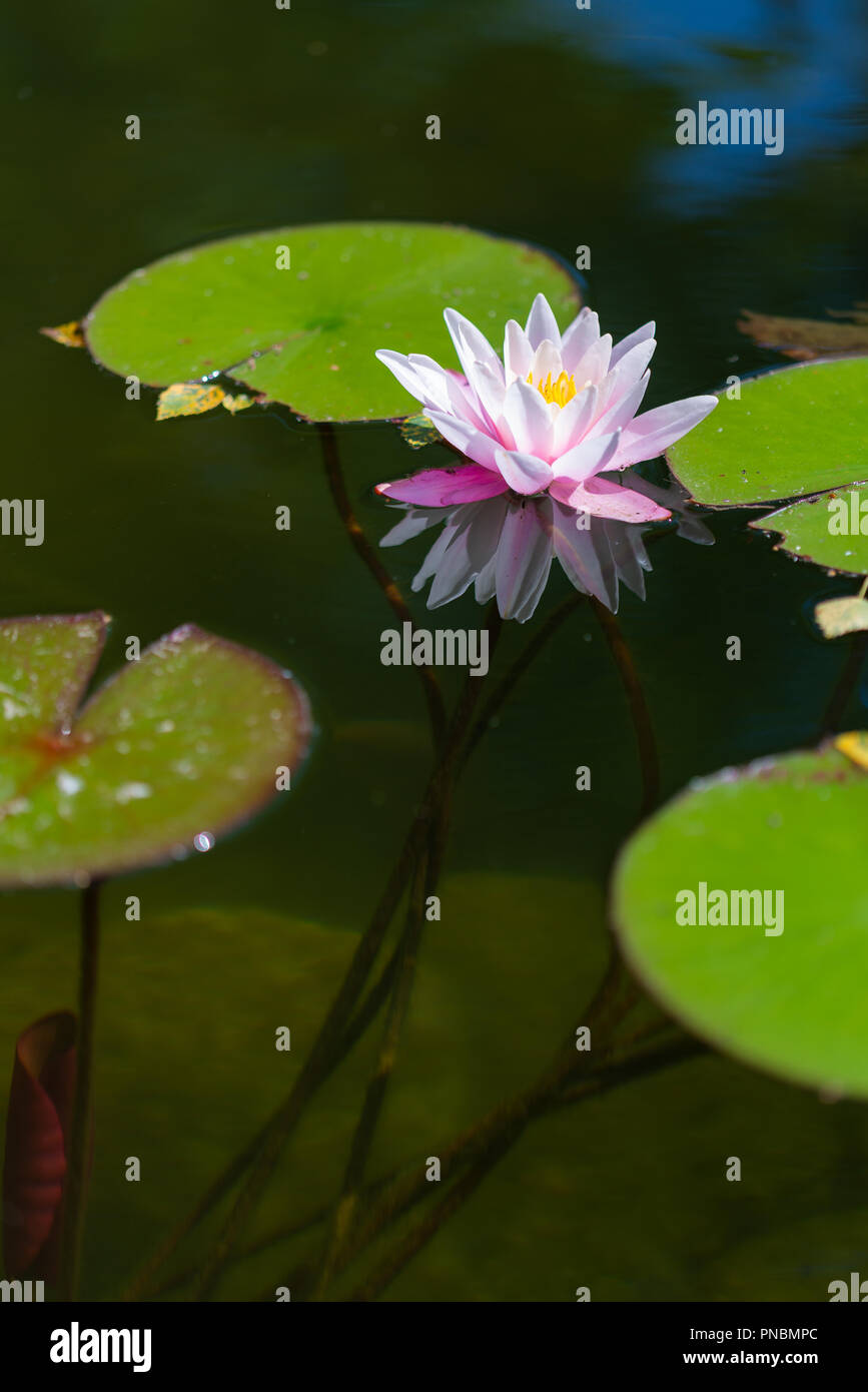 Nymphaea stellata lotus flower hi-res stock photography and images - Alamy