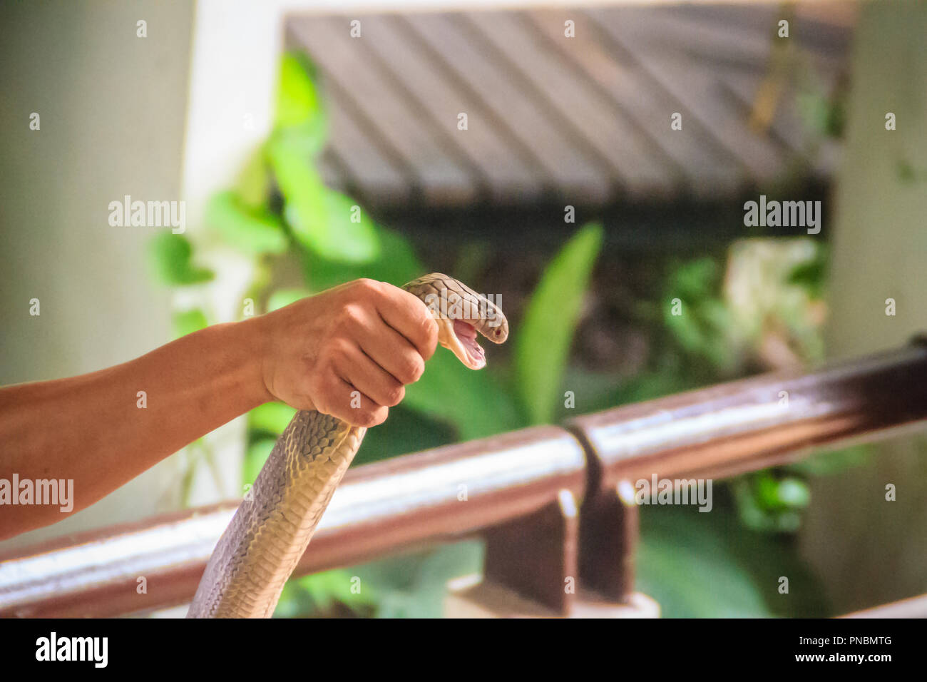A man using the unique ability to catch a king cobra snake with bare ...