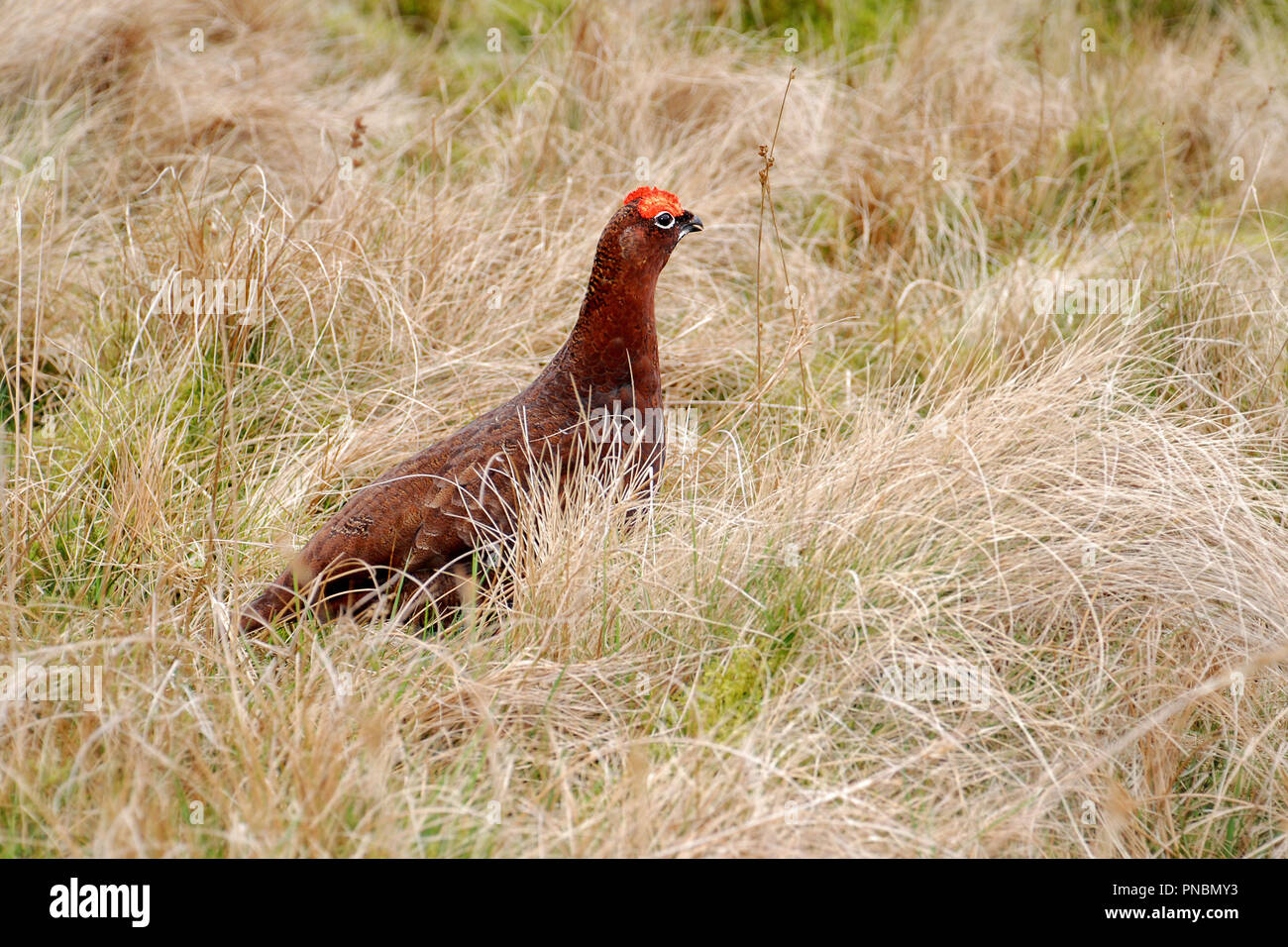 Yorkshire grouse shoot hi-res stock photography and images - Alamy
