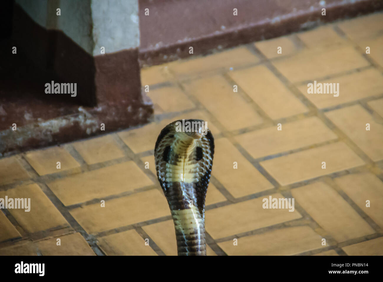 Dangerous monocled cobra snakes come into the house. The monocled cobra ...