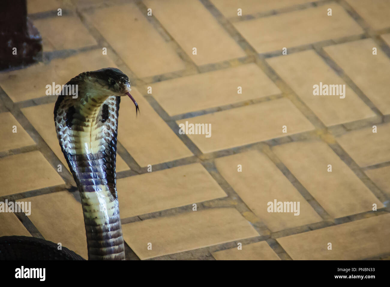 Dangerous monocled cobra snakes come into the house. The monocled cobra ...