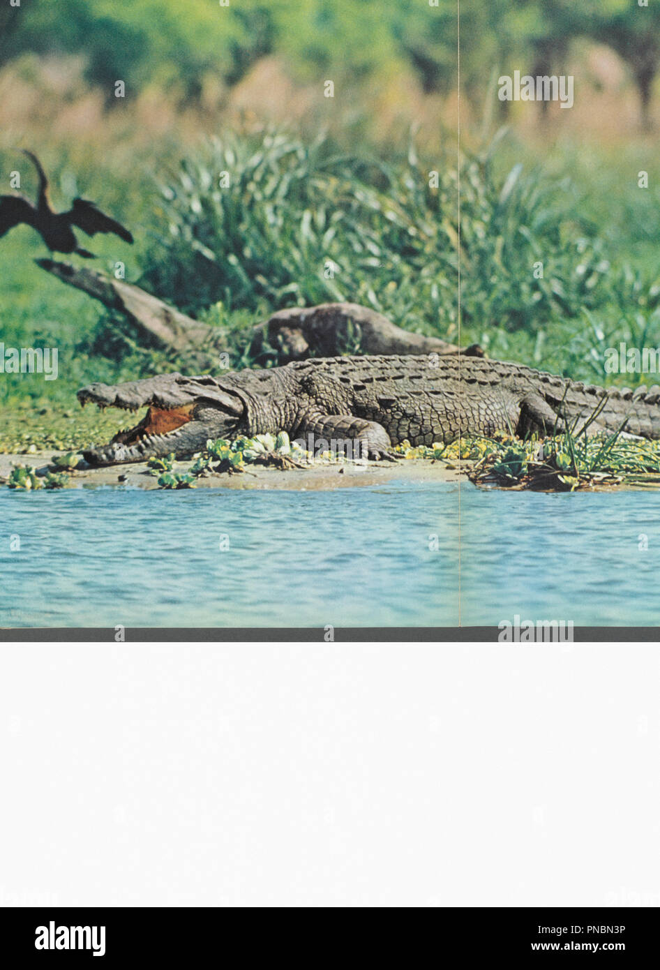 Nile Crocodile Mouth Young High Resolution Stock Photography and Images ...