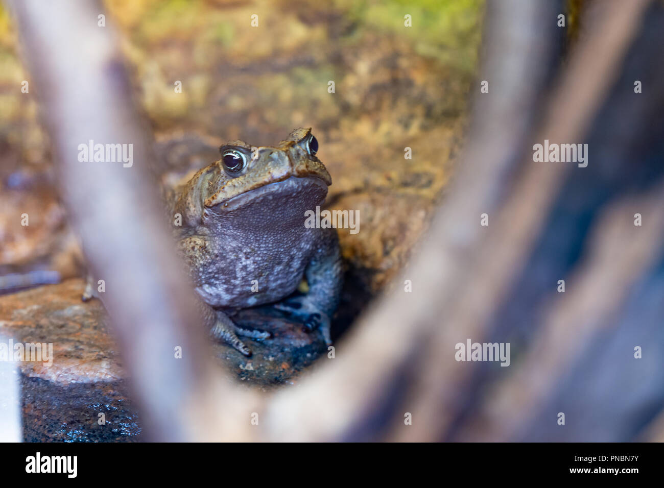 frog - cane toad - Rhinella marina Stock Photo - Alamy