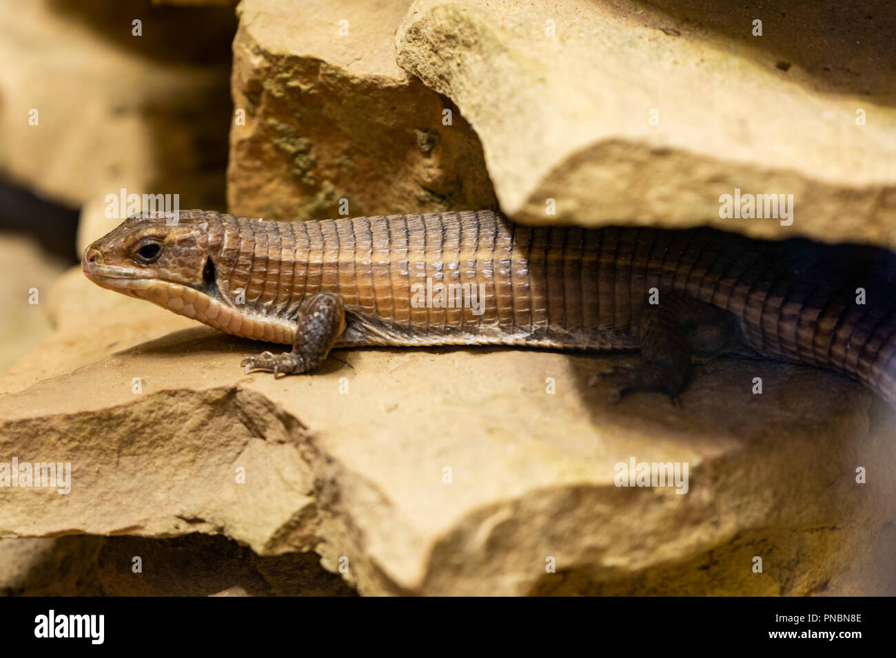 Gerrhosaurus major hi-res stock photography and images - Alamy