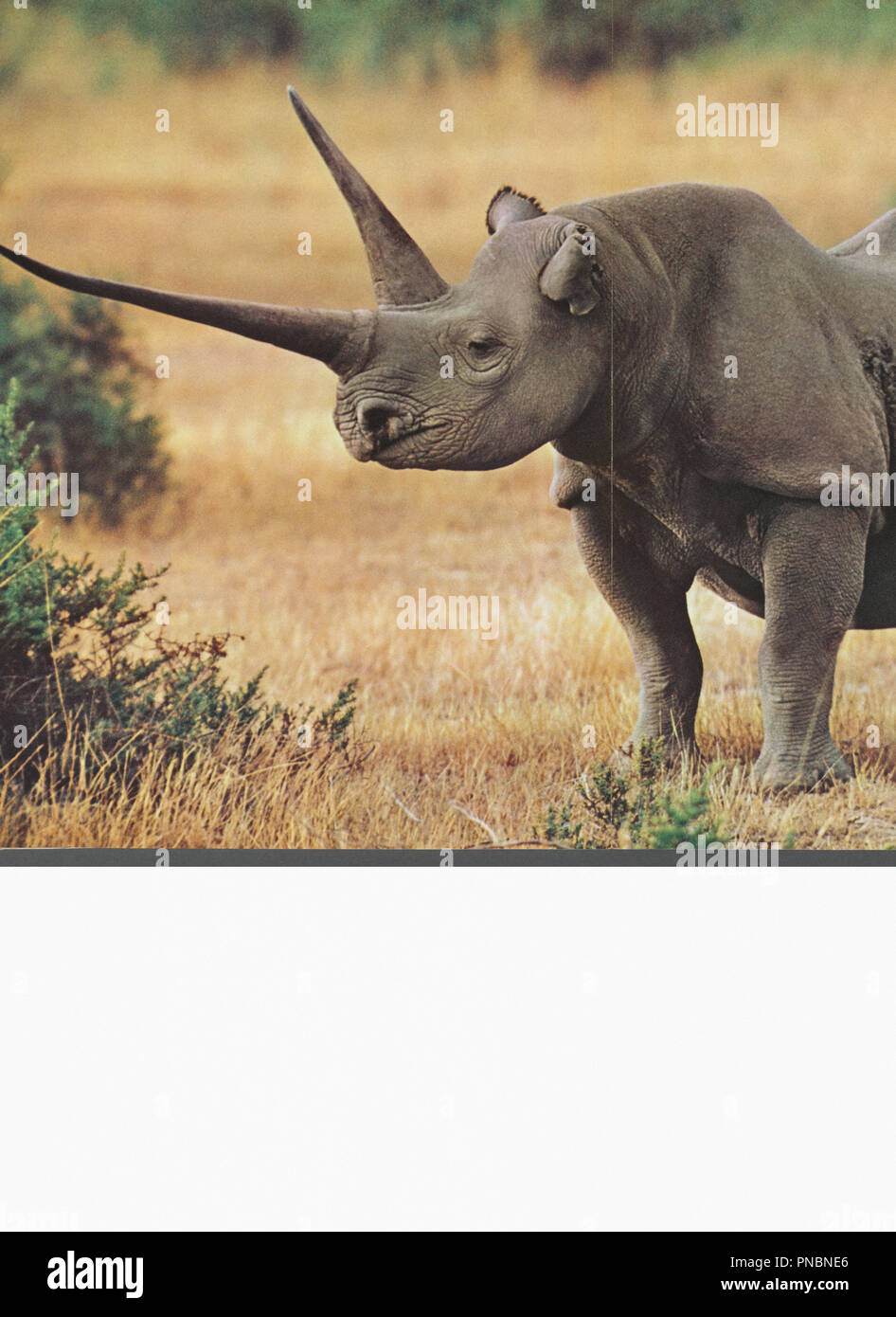 Black Rhinoceros Running Stock Photos & Black Rhinoceros Running Stock ...