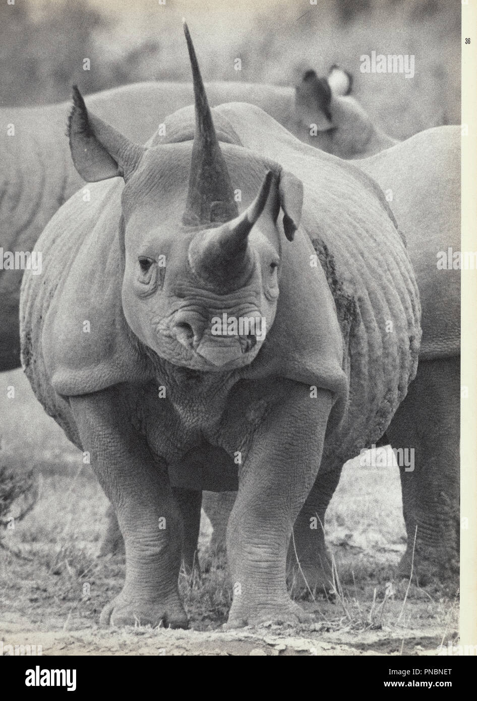 Black Rhinoceros Running Stock Photos & Black Rhinoceros Running Stock ...