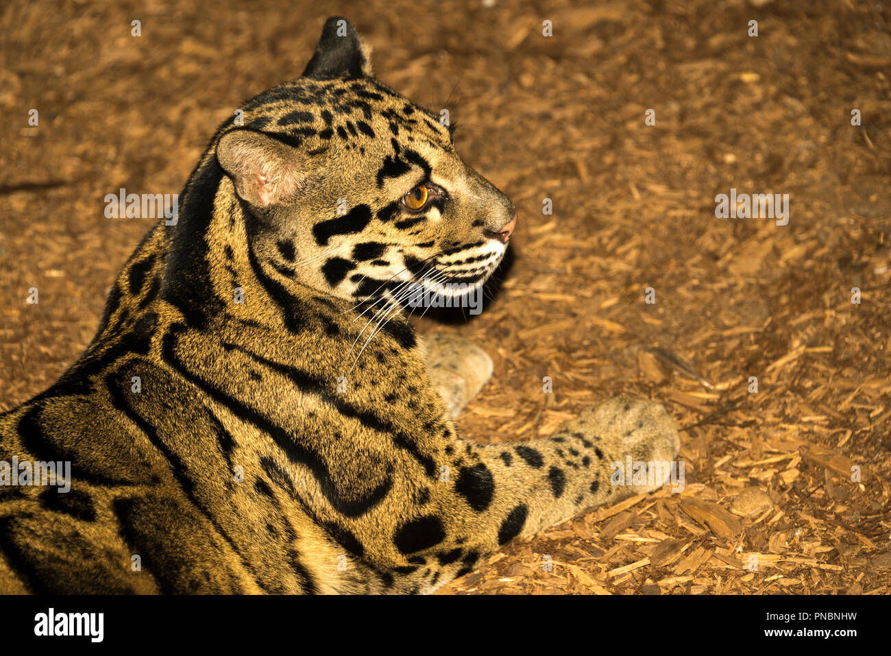 Clouded leopard neofelis nebulosa hi-res stock photography and images ...