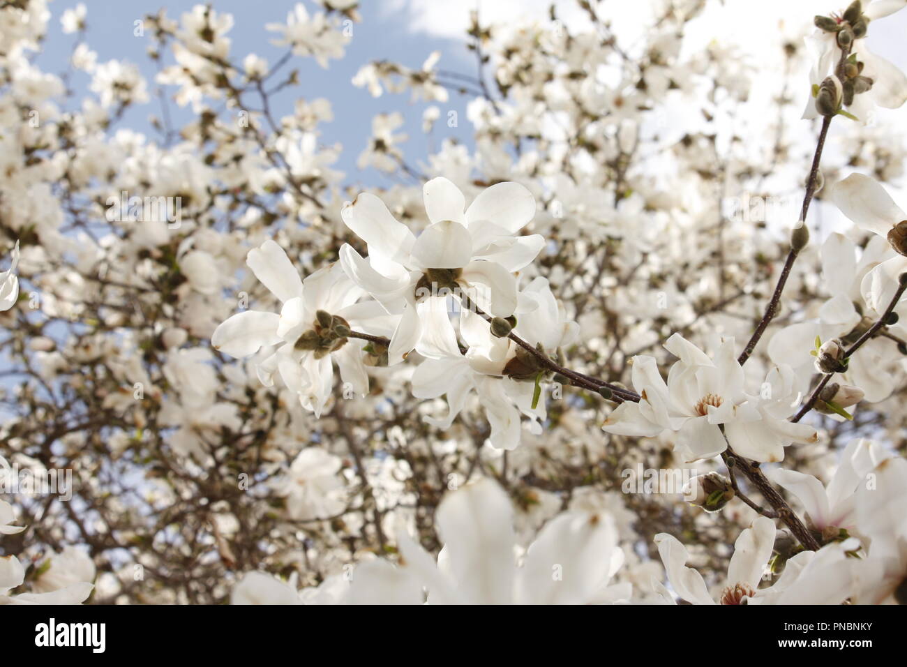 Magnolia Blossoms in Full Springtime Bloom Stock Photo - Alamy