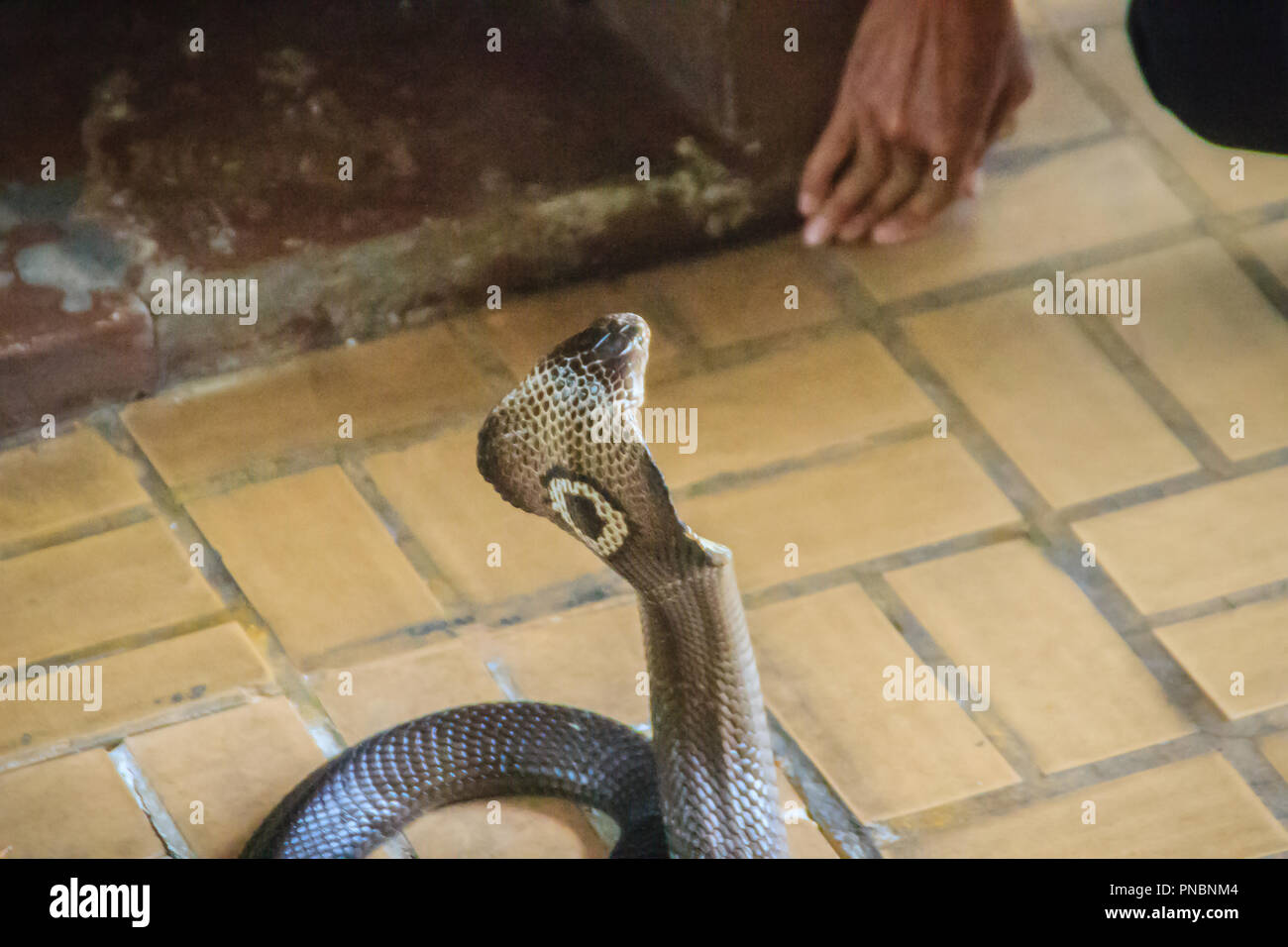 Man With Snake Tongue High Resolution Stock Photography and Images - Alamy