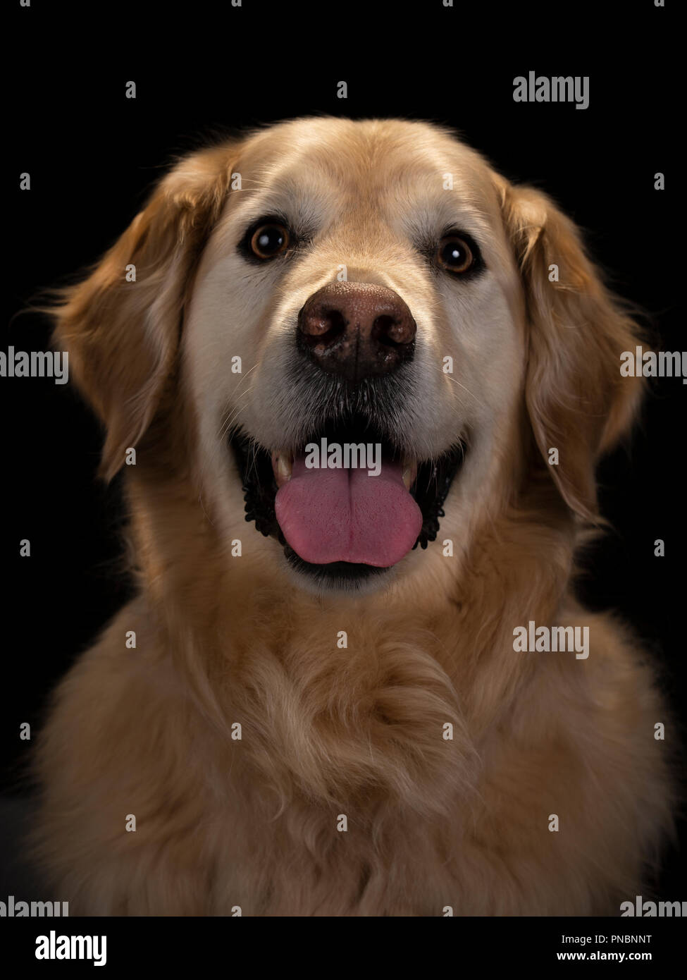 Emotive animal portraiture on a black background Stock Photo - Alamy