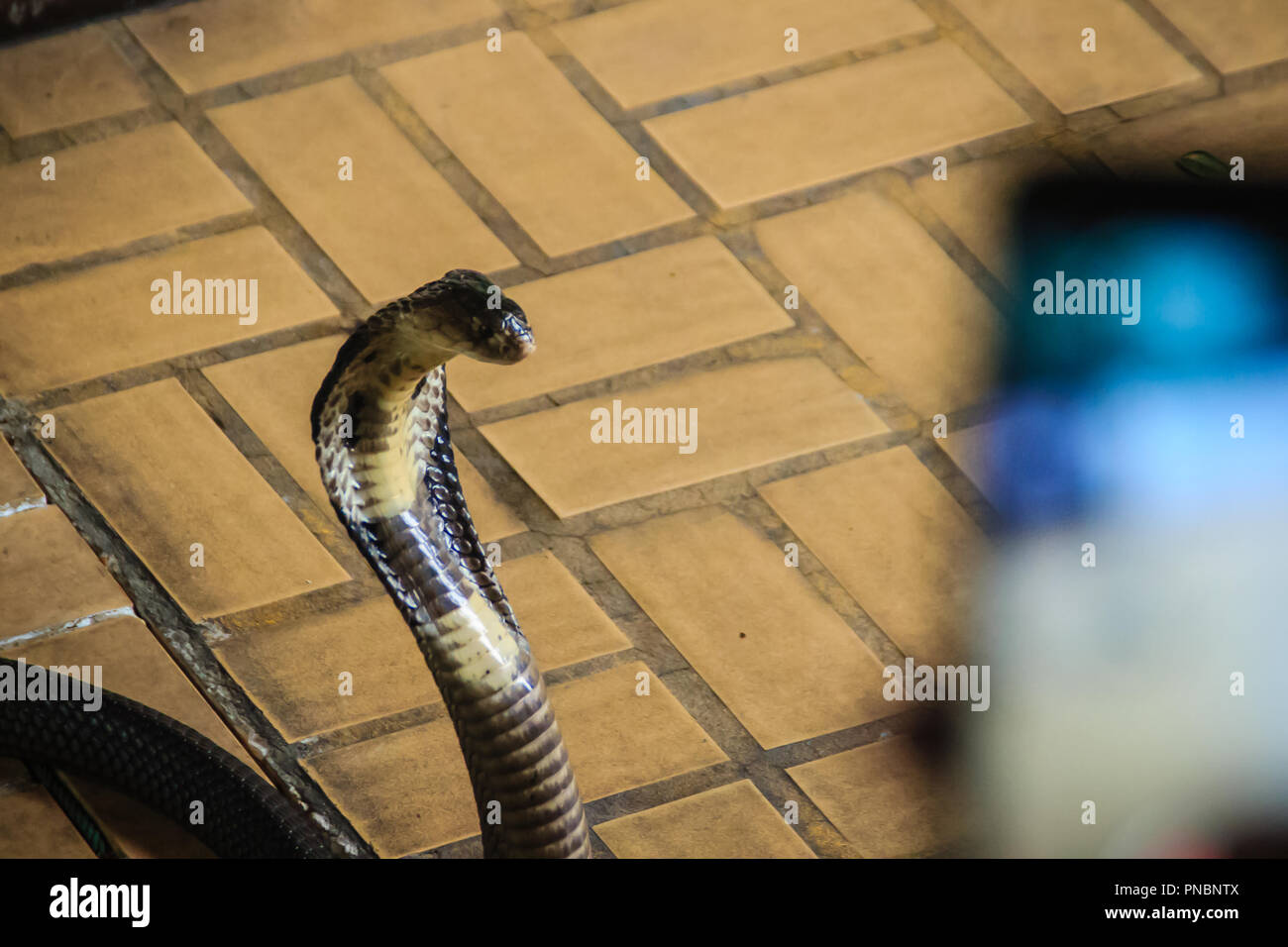 Siamese spitting cobra hi-res stock photography and images - Alamy