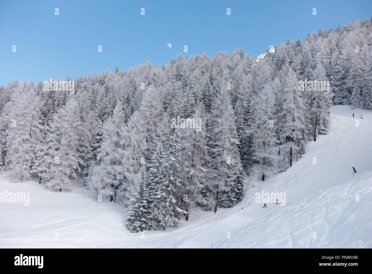 Moon pine tree forest sky hi-res stock photography and images - Alamy