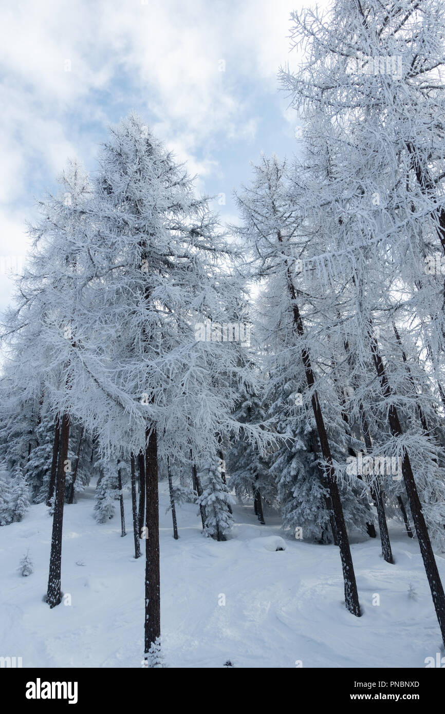 Big trees with snow hi-res stock photography and images - Alamy