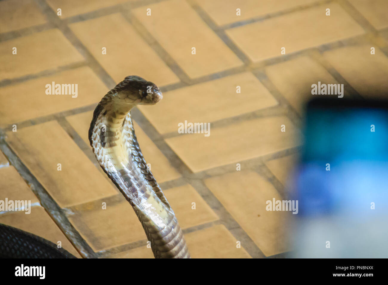 Siamese spitting cobra hi-res stock photography and images - Alamy
