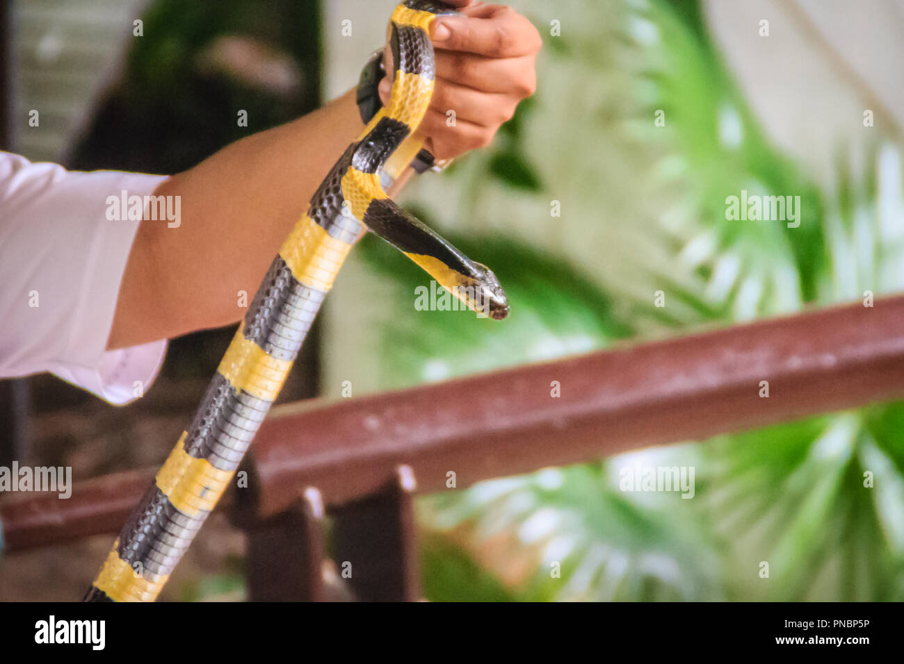 Banded Krait Stock Photos & Banded Krait Stock Images - Alamy