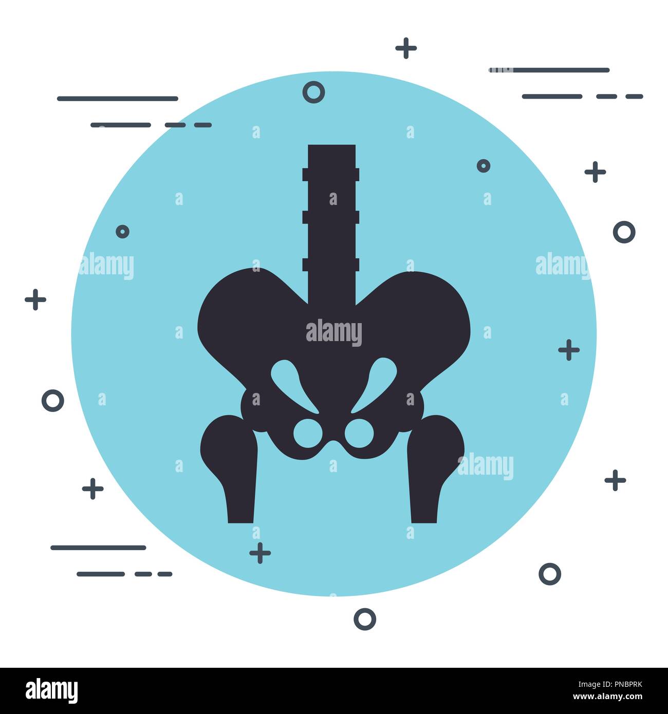 Bone structure of the hip Stock Vector Image & Art - Alamy