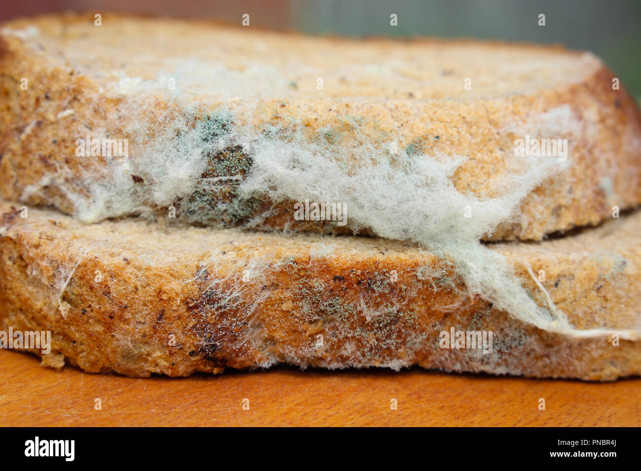 The old black mold on the bread. Spoiled food. Mold on food Stock Photo ...