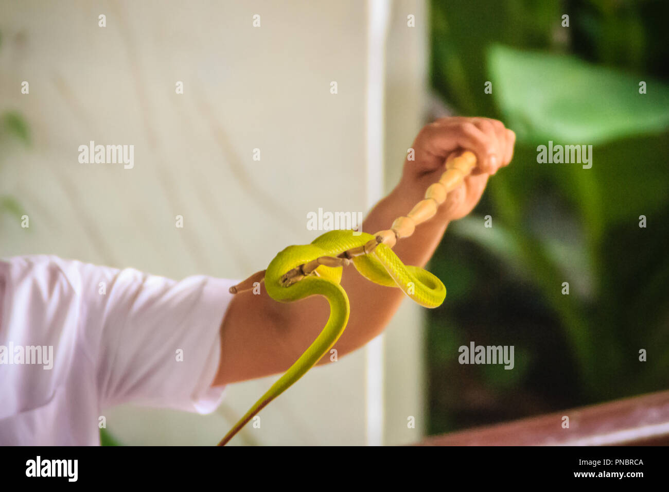 Bamboo pit vipers hi-res stock photography and images - Alamy