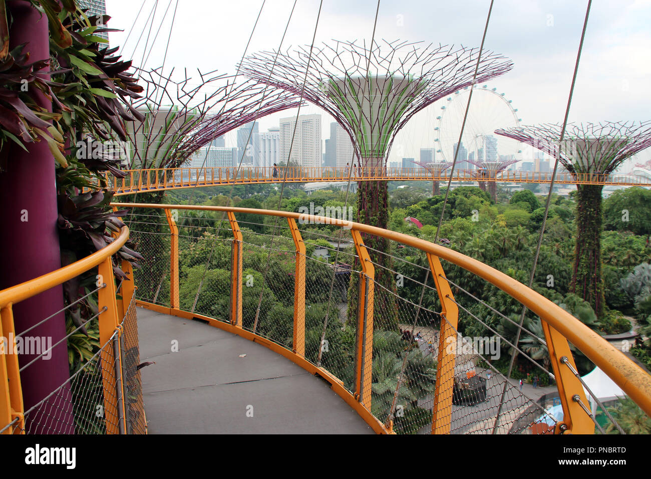 The Supertree Grove in Singapore Stock Photo - Alamy