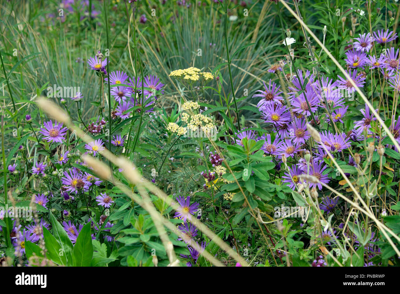 Planting michaelmas daisies hi-res stock photography and images - Alamy