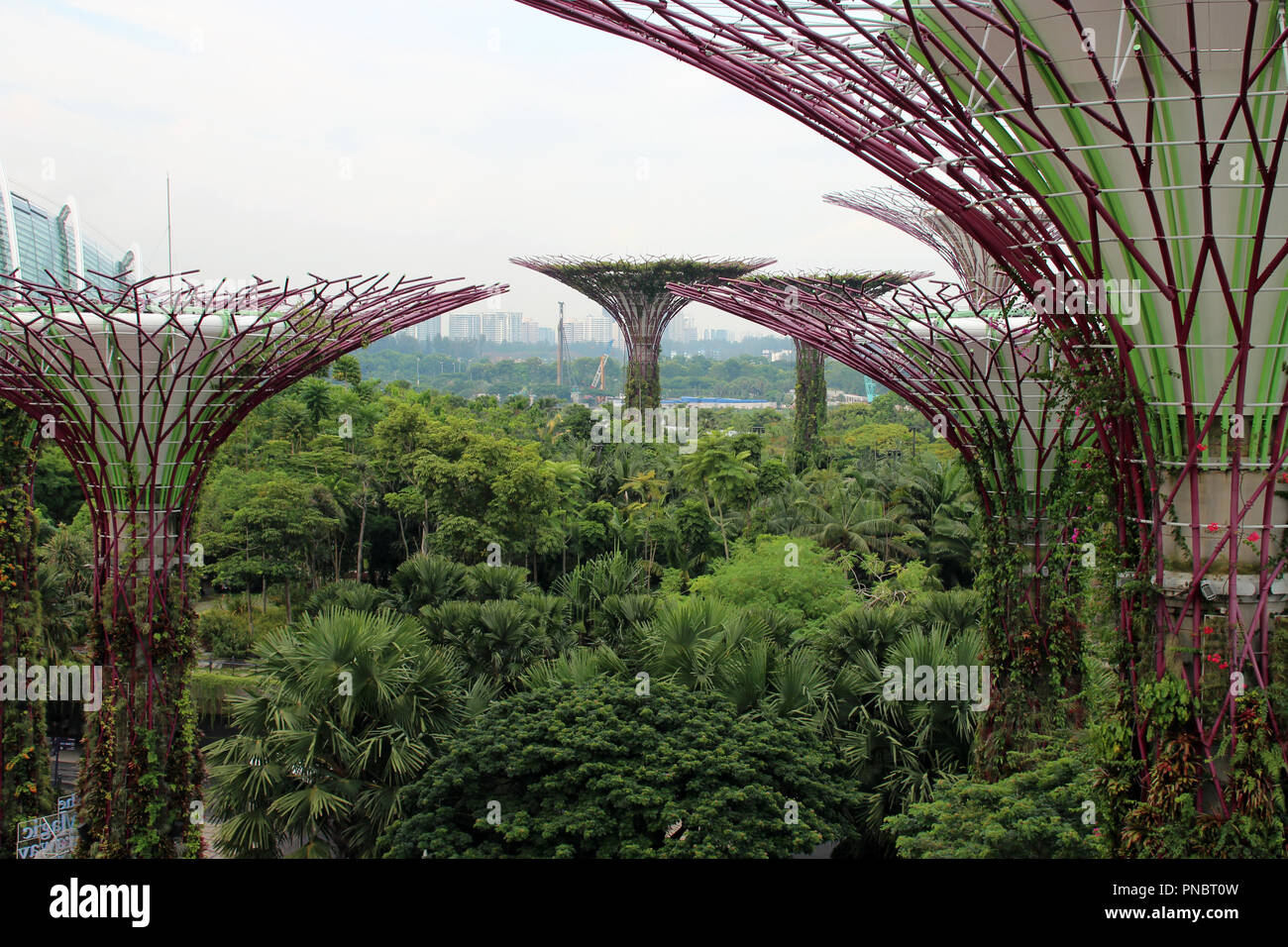 The Supertree Grove in Singapore Stock Photo - Alamy