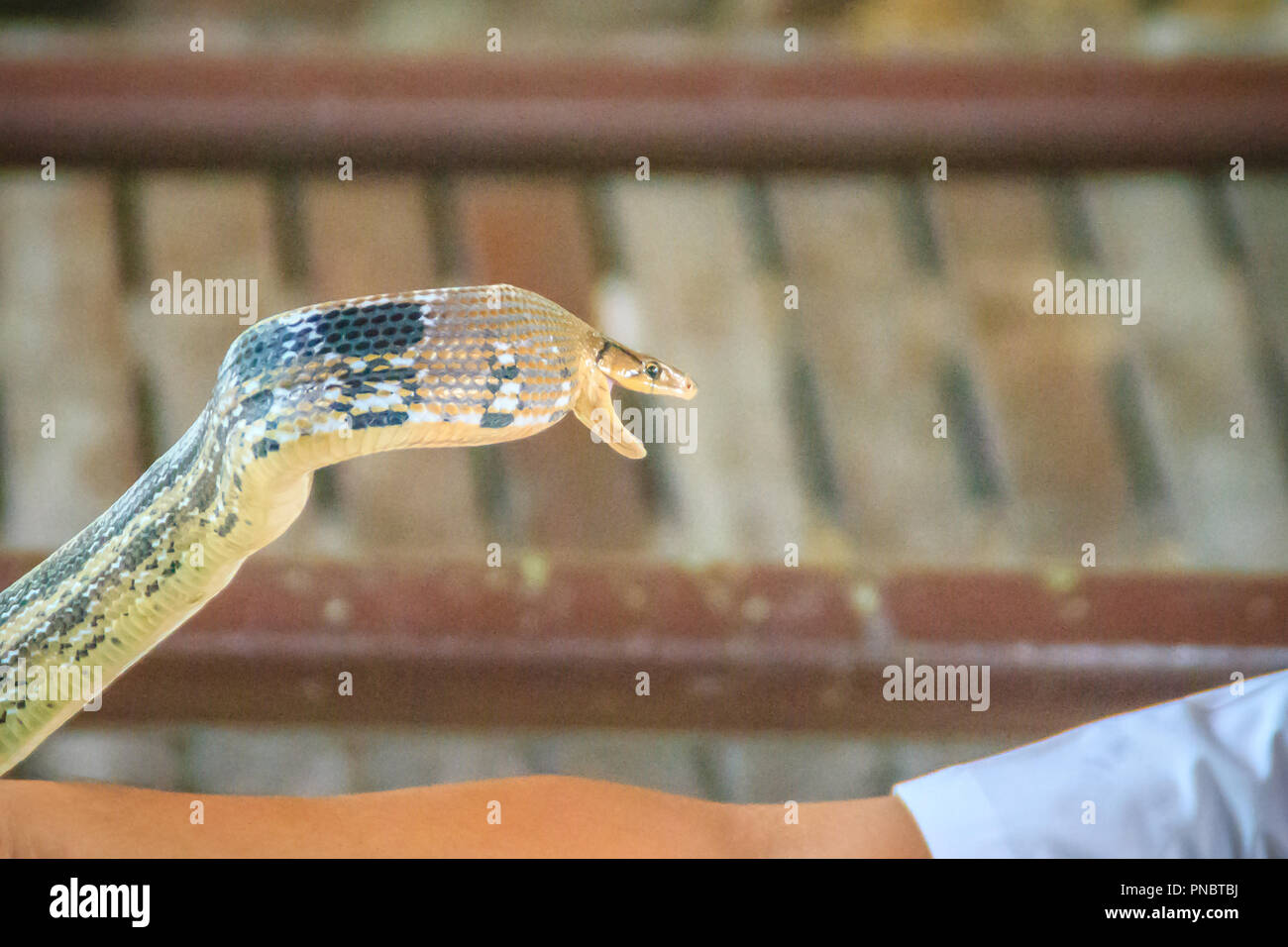 Unidentified trainer is using bare hand to fighting with the very ...