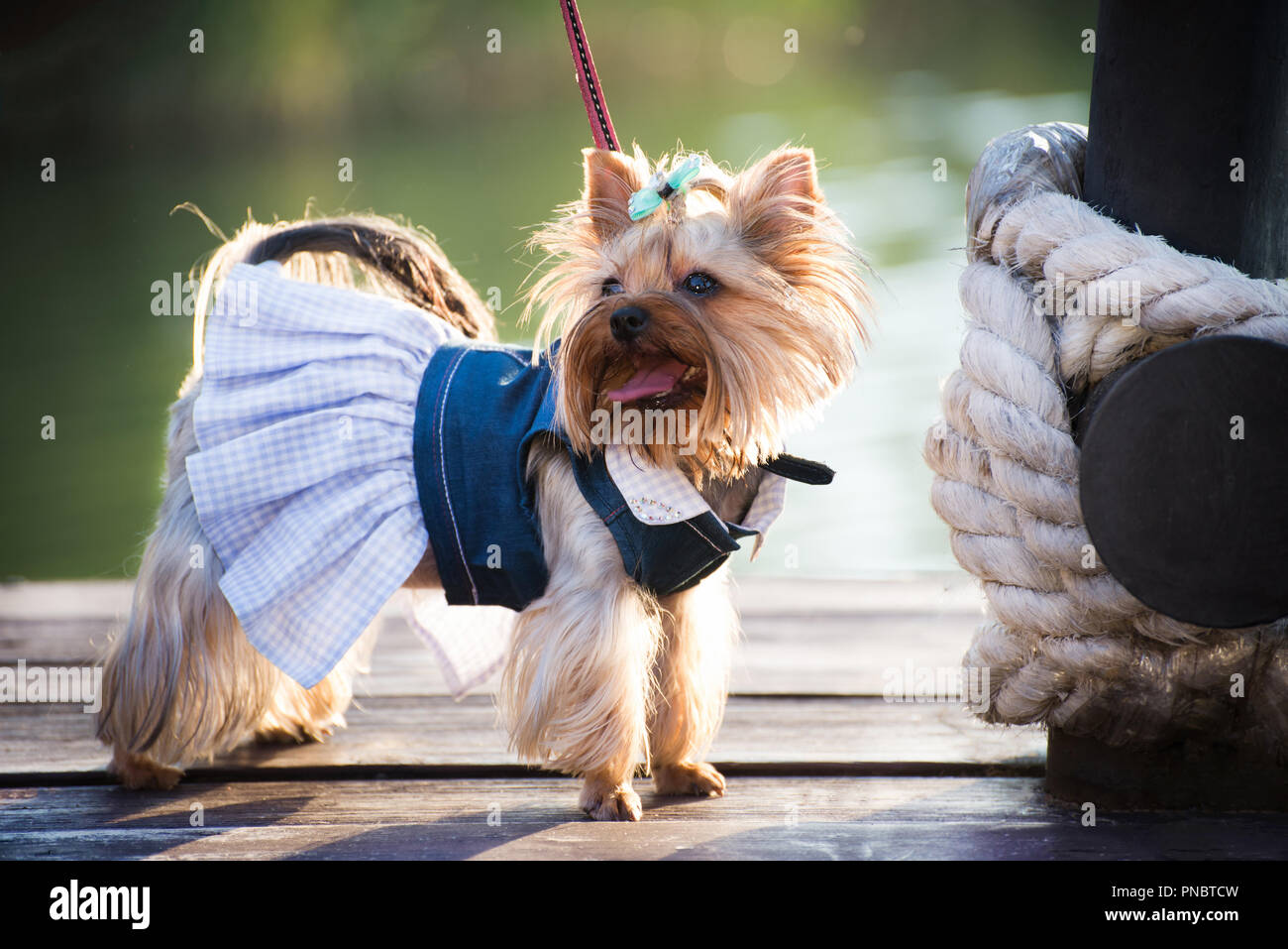 A dog in fashion clothes walks on the pier Stock Photo - Alamy