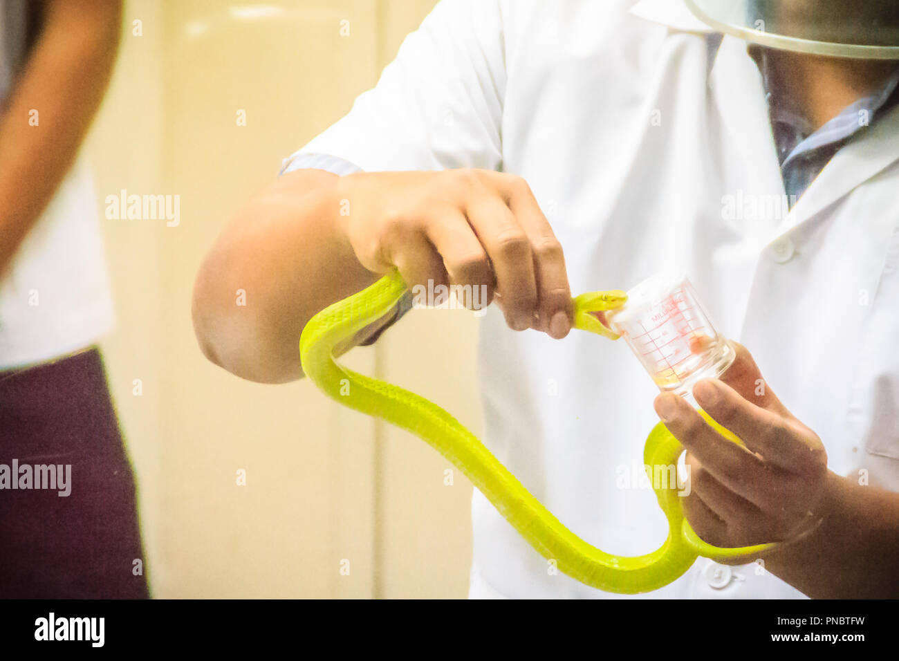 Snake venom milking hi-res stock photography and images - Alamy
