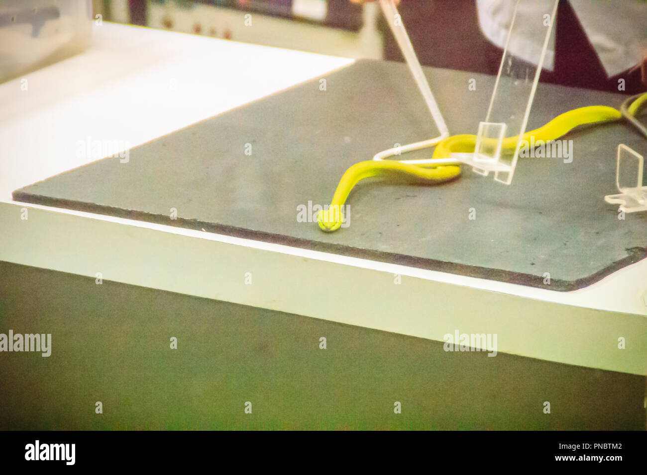 Using snake catching tool to catch the green pit viper snake for ...