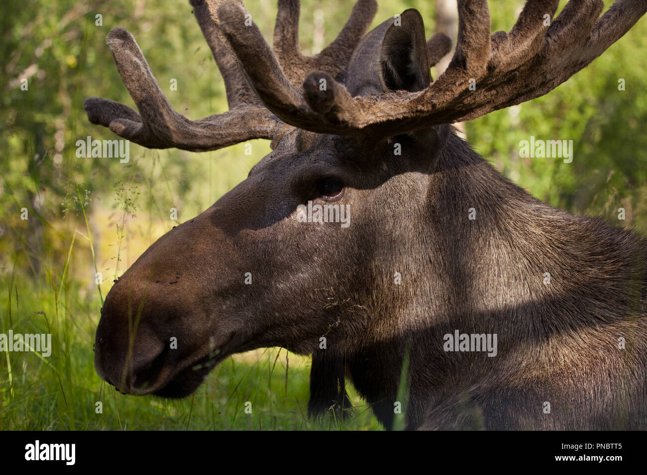 Polar Zoo, Elch Stock Photo - Alamy