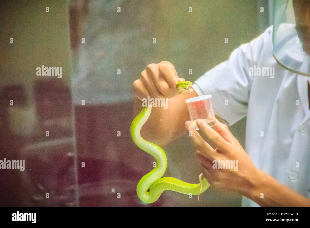 Milking green pit viper (Trimeresurus) snake for venom to produce snake ...