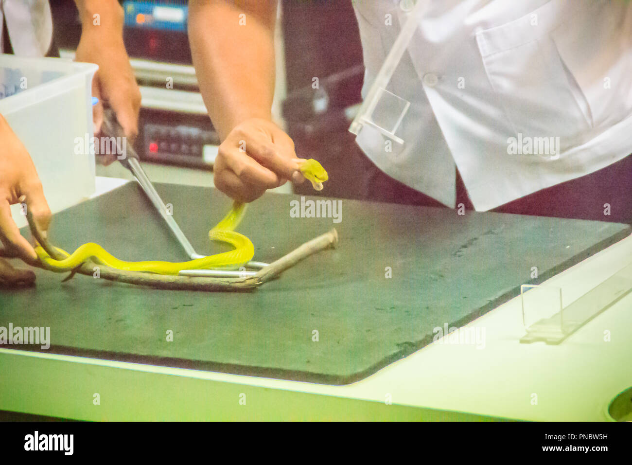 Using snake catching tool to catch the green pit viper snake for ...