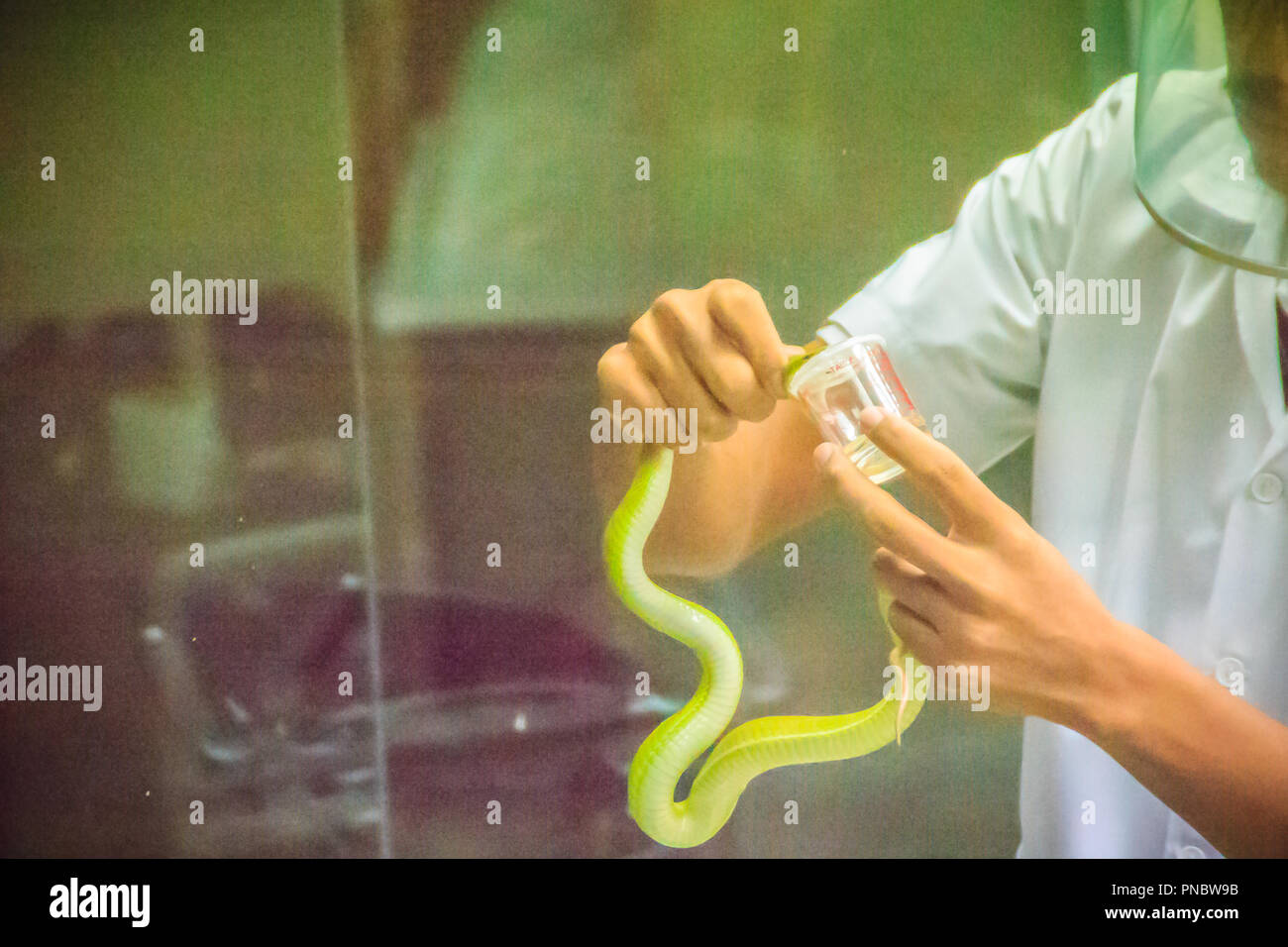 Snake venom milking hi-res stock photography and images - Alamy