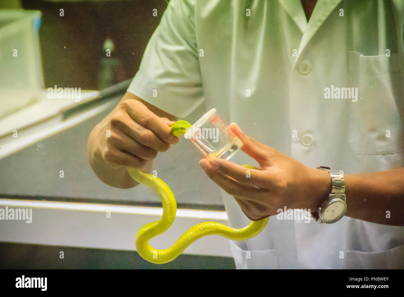 Snake venom milking hi-res stock photography and images - Alamy