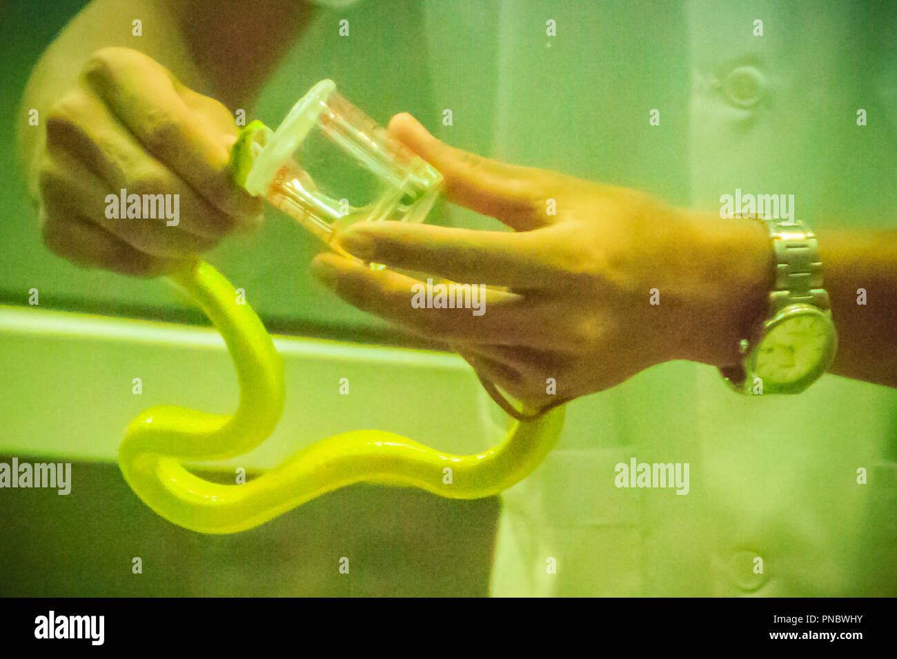 Milking green pit viper (Trimeresurus) snake for venom to produce snake ...