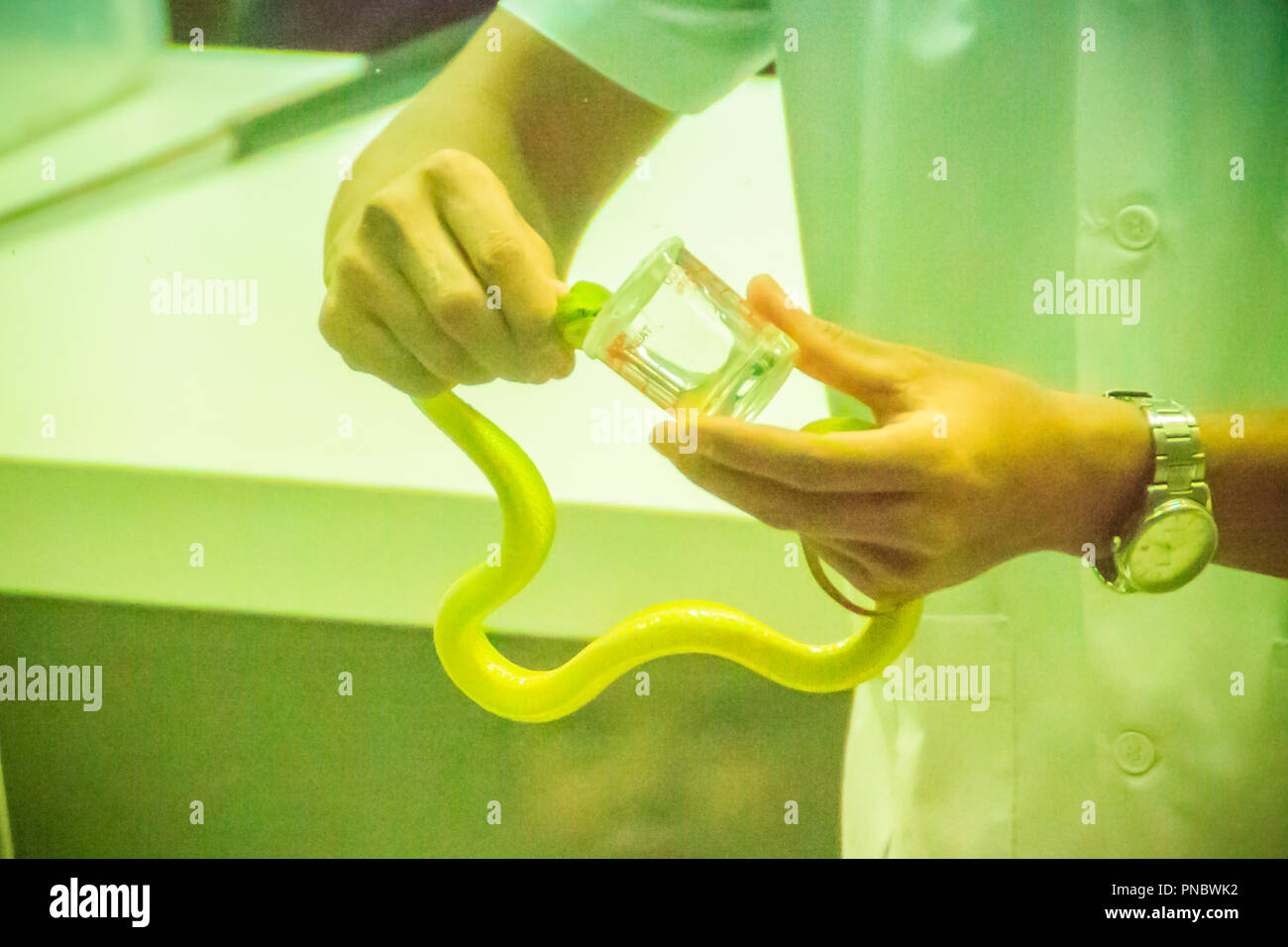 Snake venom milking hi-res stock photography and images - Alamy