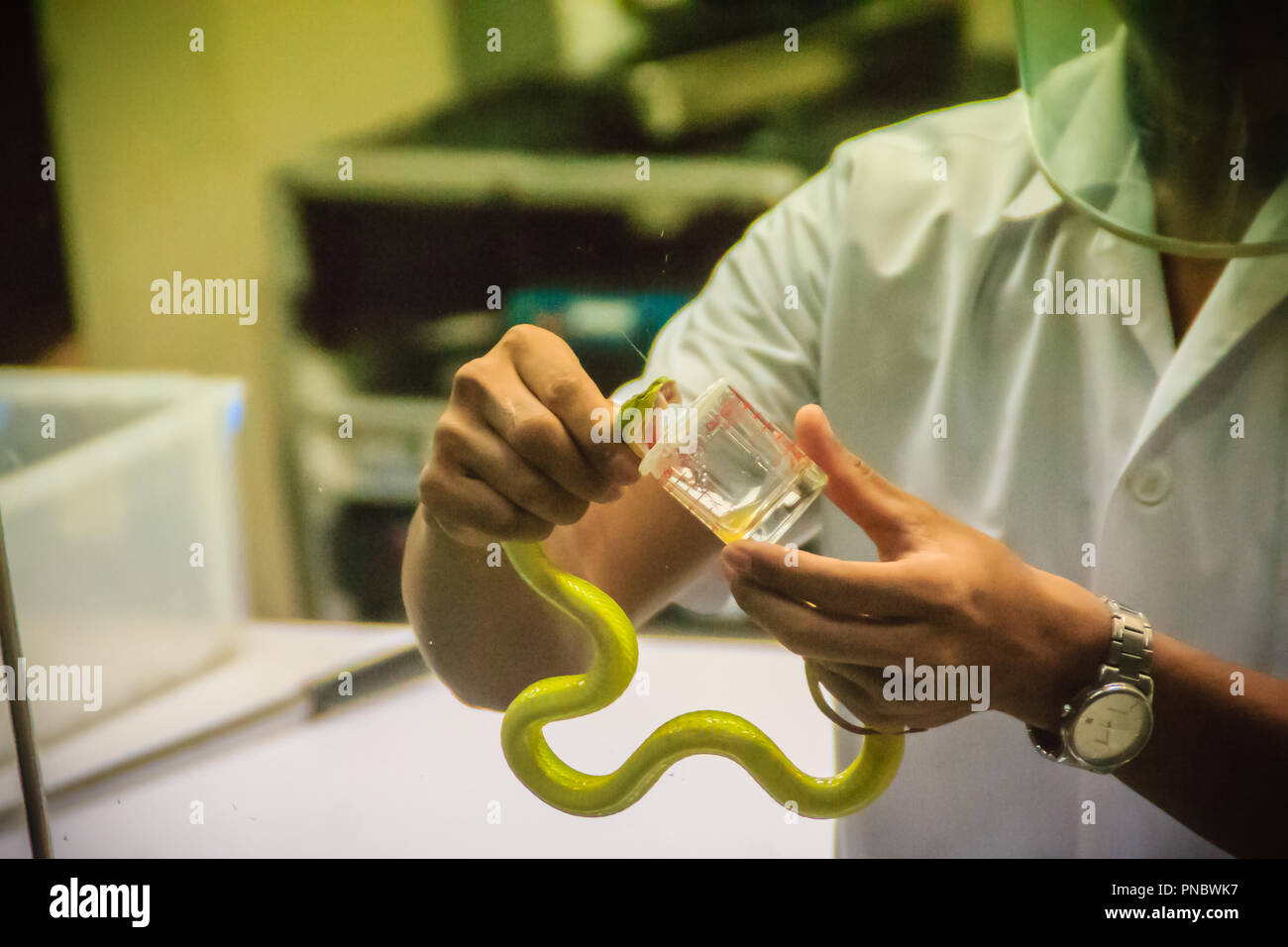 Snake venom milking hi-res stock photography and images - Alamy